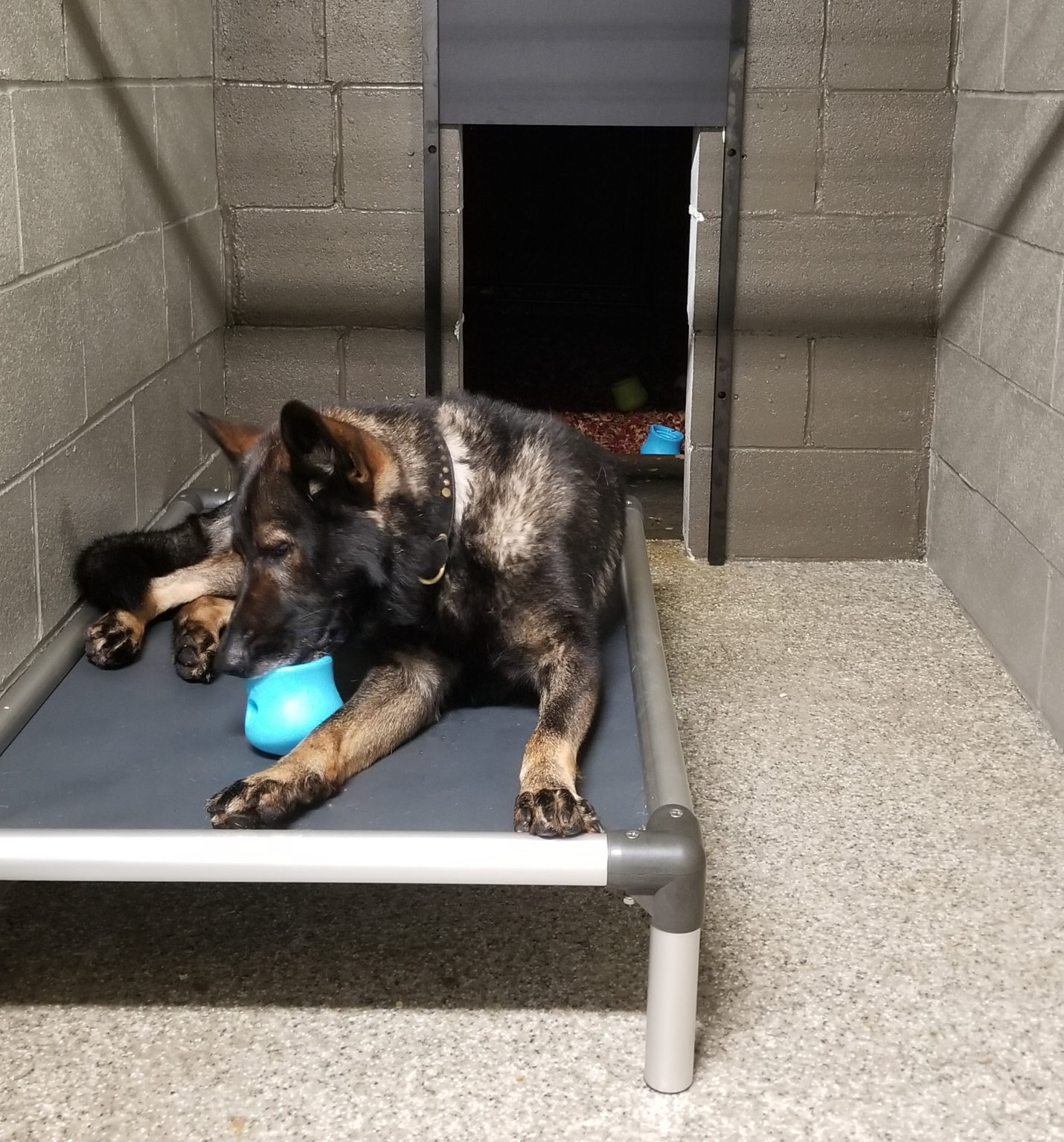 Canine Enrichment Activities Summit Kennels canine-enrichment-activities-summit-kennels