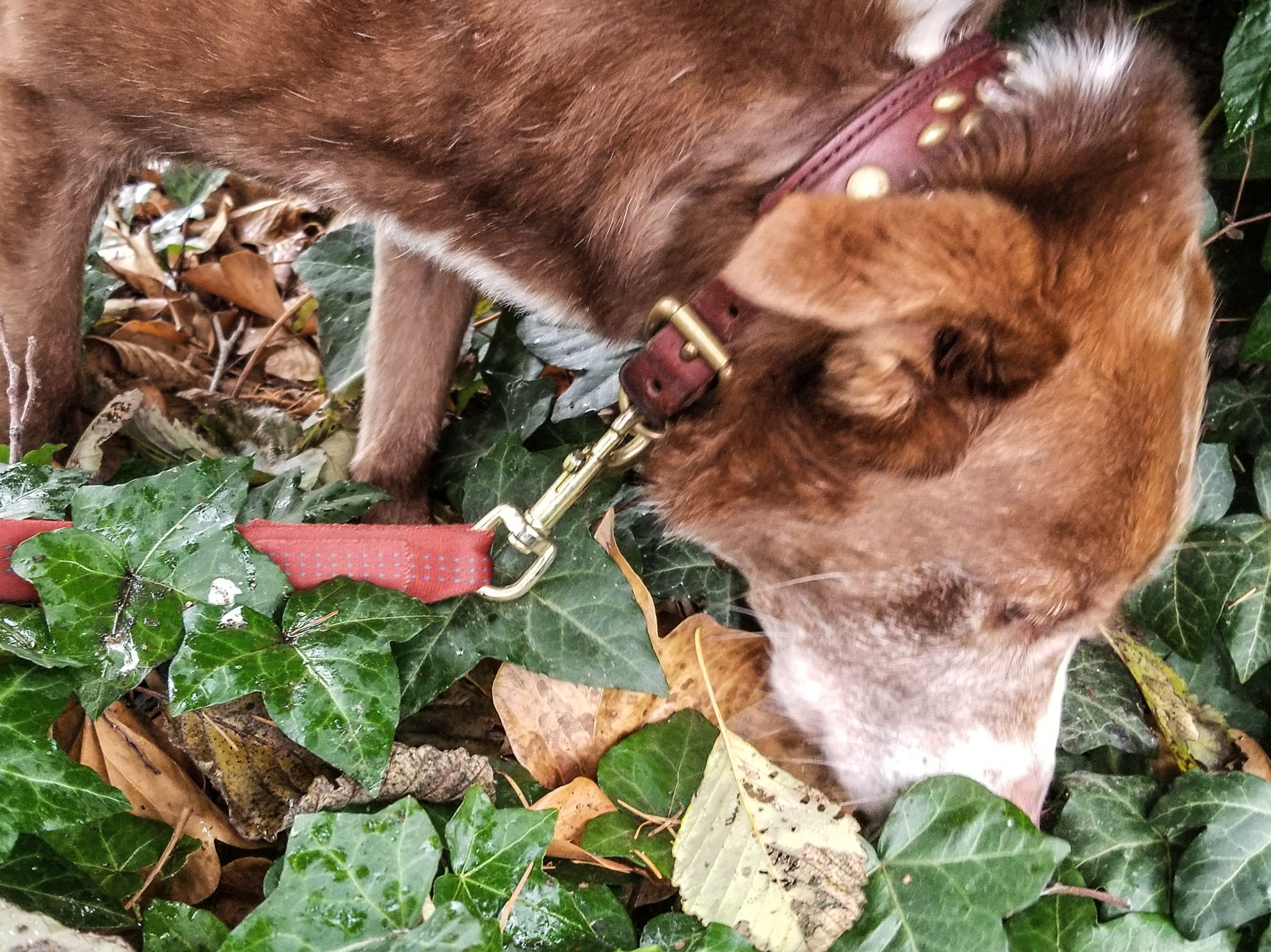 Canine Enrichment Activities - Summit Kennels